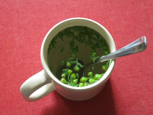 herb wild chamomile tea – Welcome to my backyard city homestead