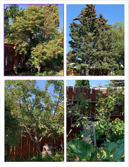 6 easy steps for putting your garden to bed + 2 bonus tips – Welcome to ...