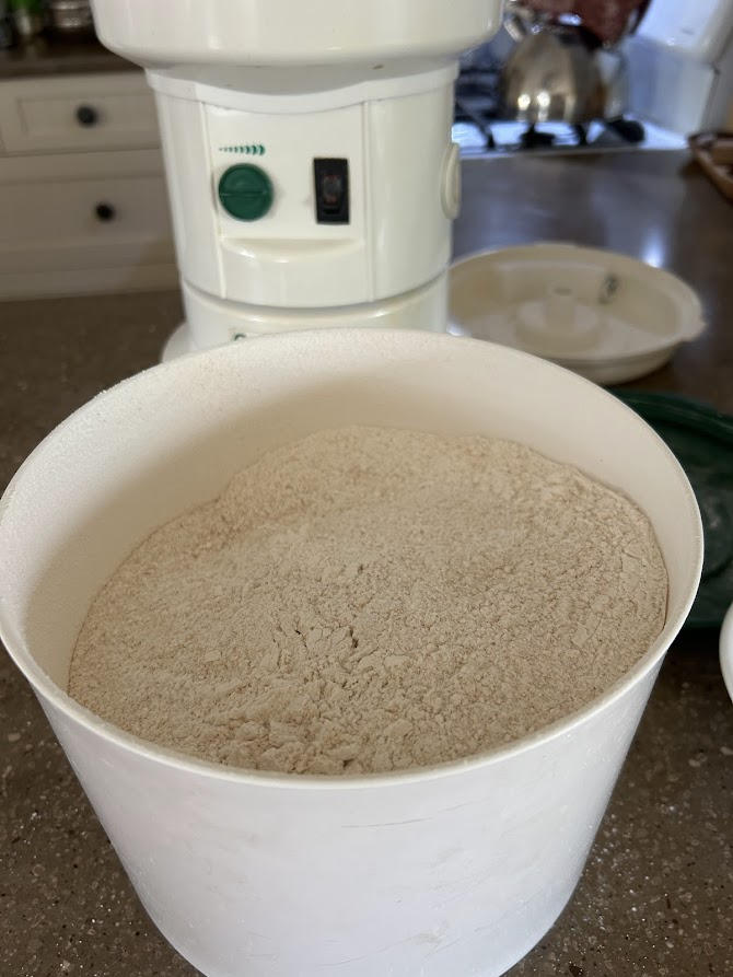 to wheat or not to wheat – Welcome to my backyard city homestead