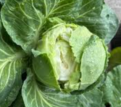 the glory of Cabbage – Welcome to my backyard city homestead